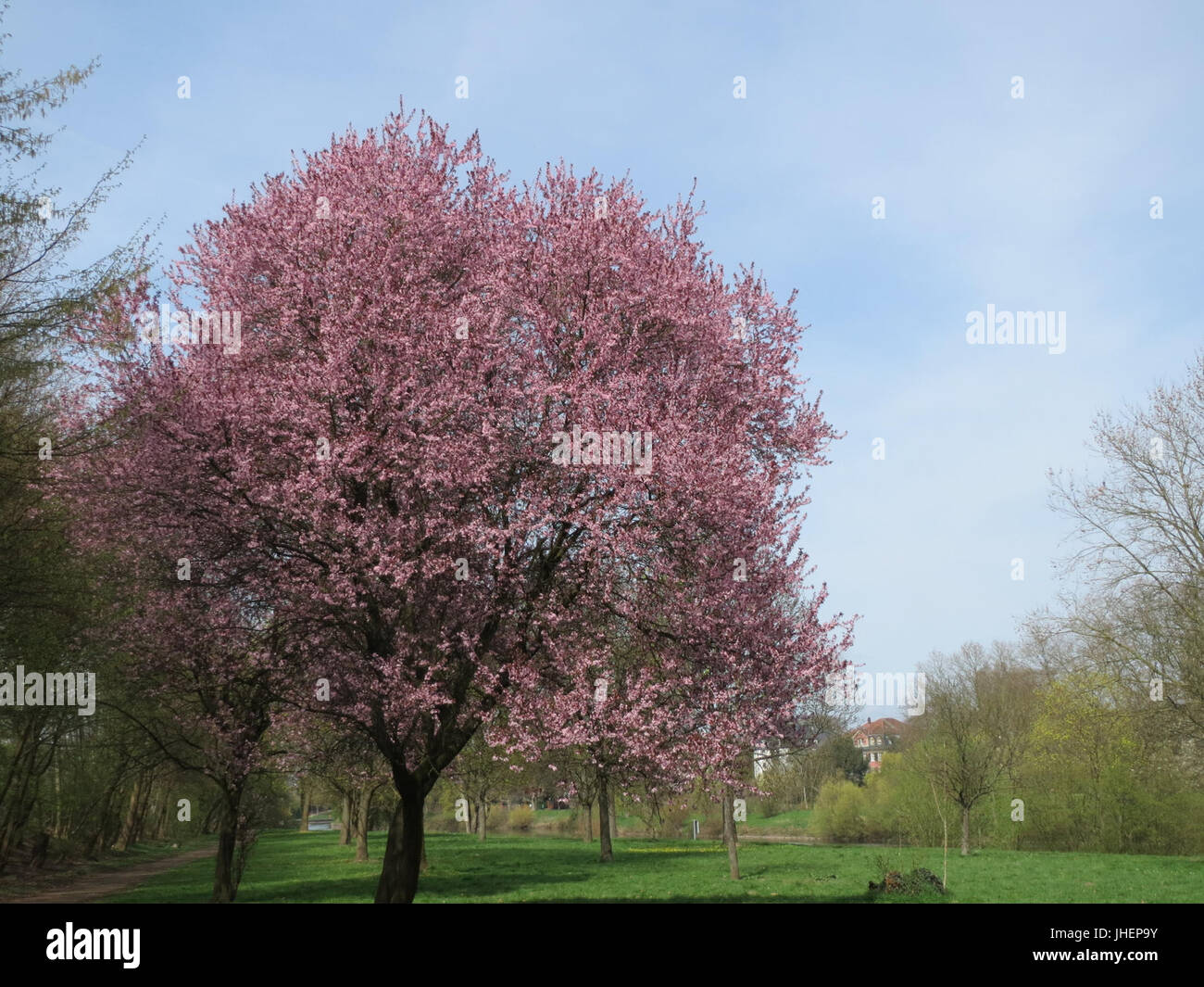 Small prunus cerasifera tree hi-res stock photography and images - Alamy