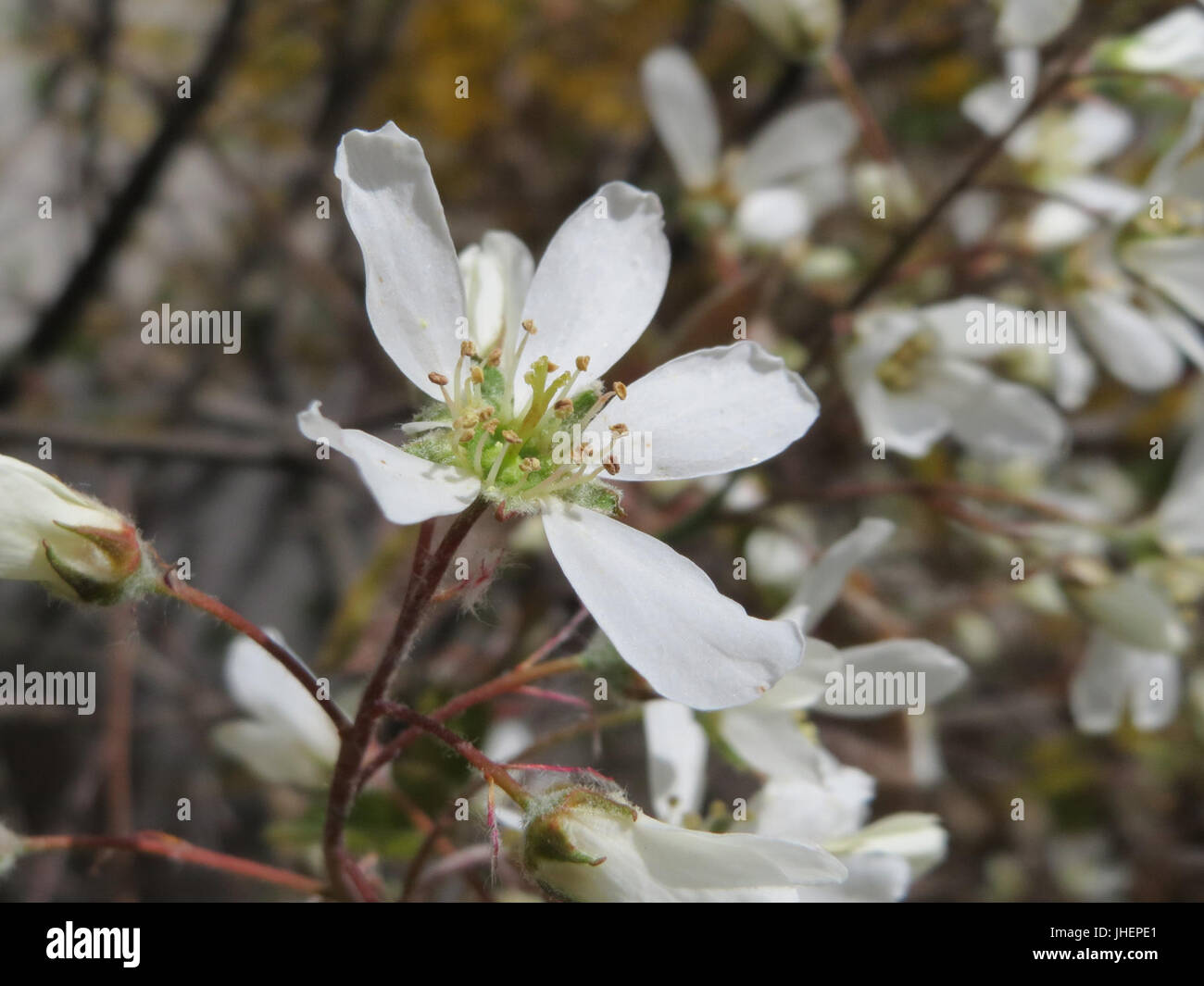 Juneberry amelanchier lamarckii blooms hi-res stock photography and ...
