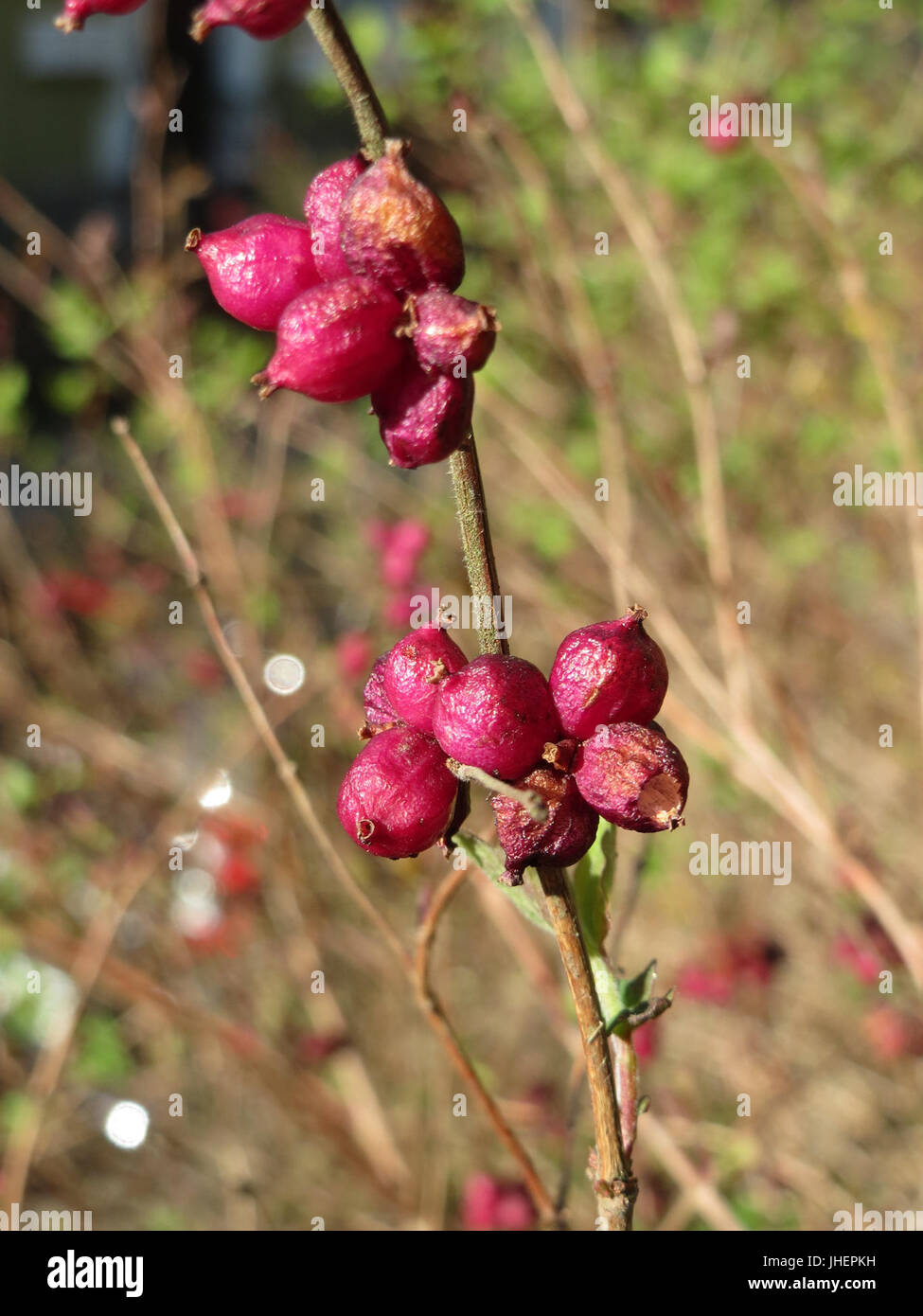 Symphoricarpos orbiculatus plant hi-res stock photography and images ...