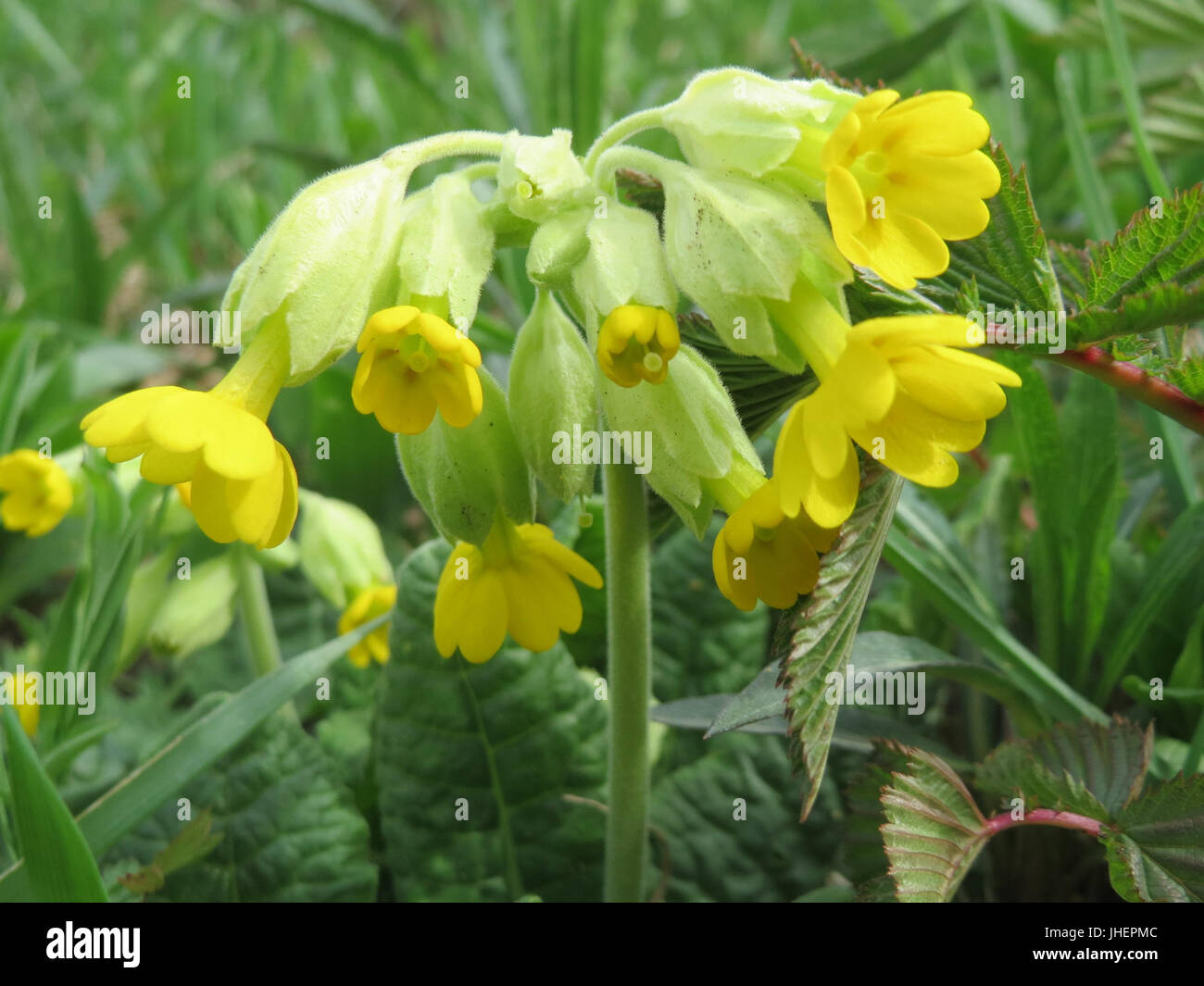 Species of the genus primula hi-res stock photography and images - Alamy