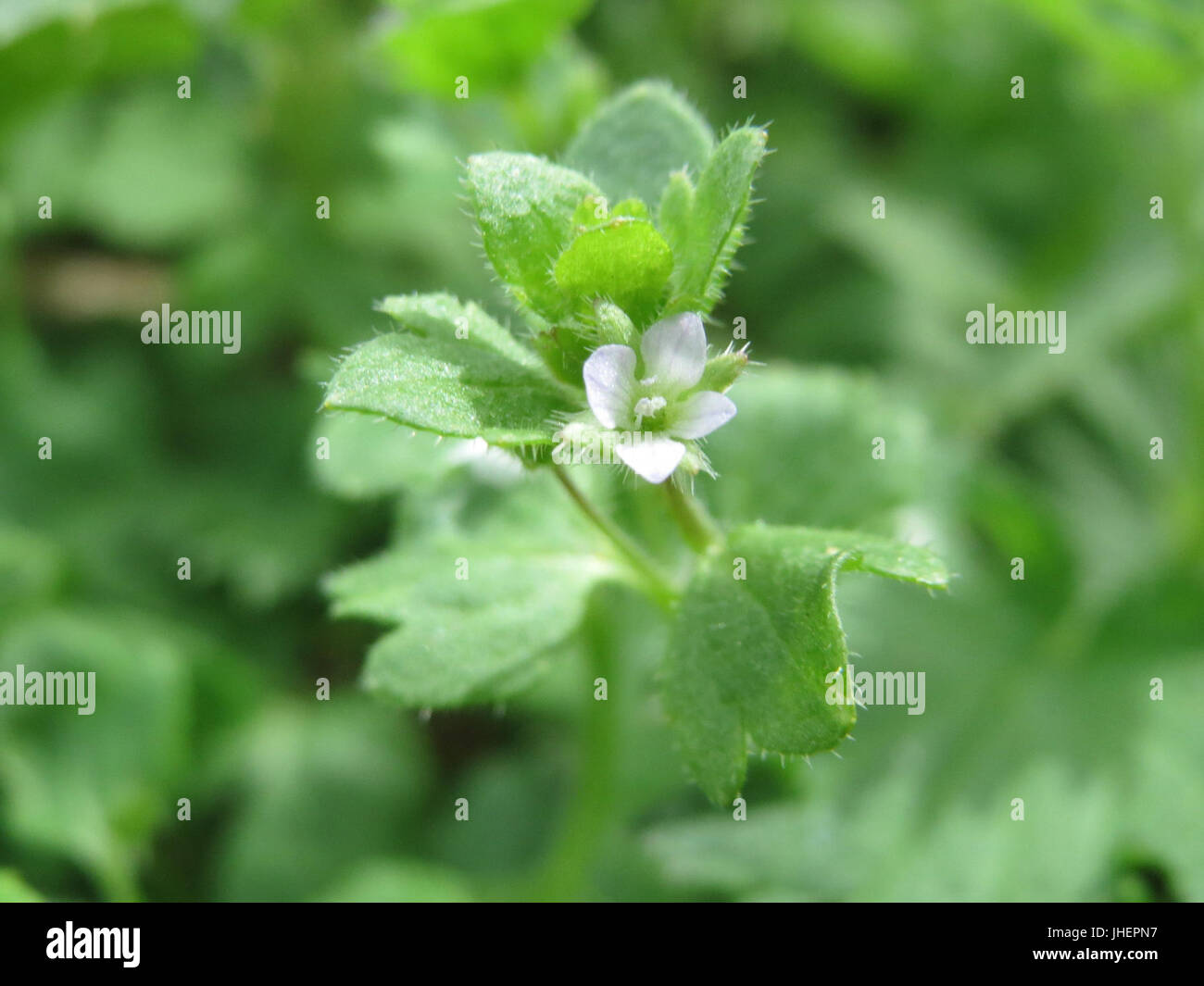 Native asian ivy hi-res stock photography and images - Alamy