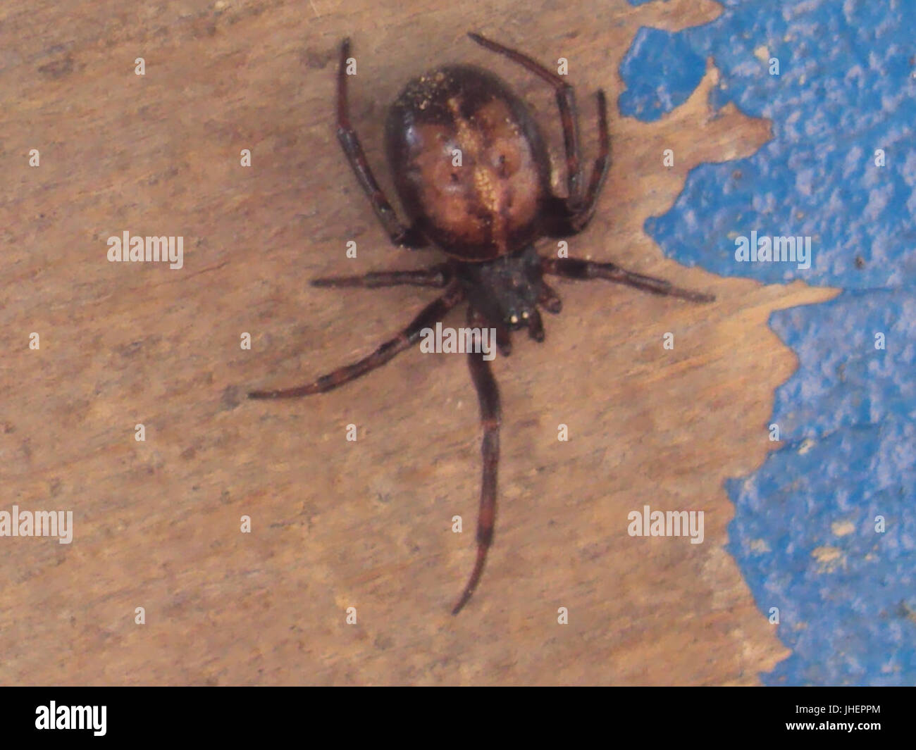 Pavouk hi-res stock photography and images - Alamy