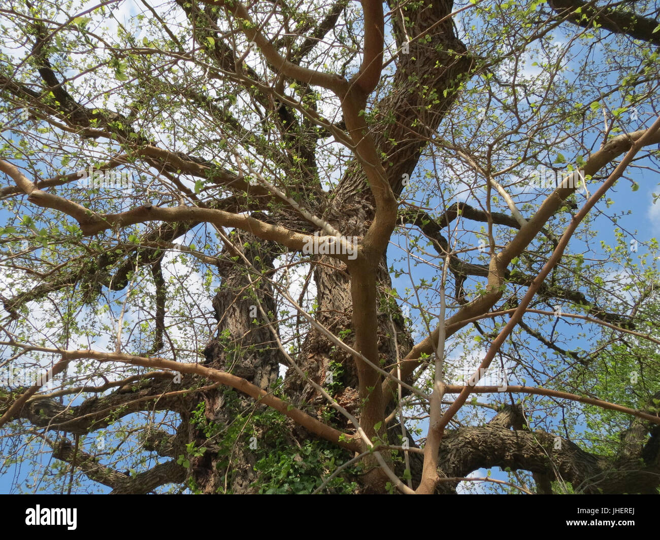 This image shows the Morus alba, also known as the white mulberry tree ...