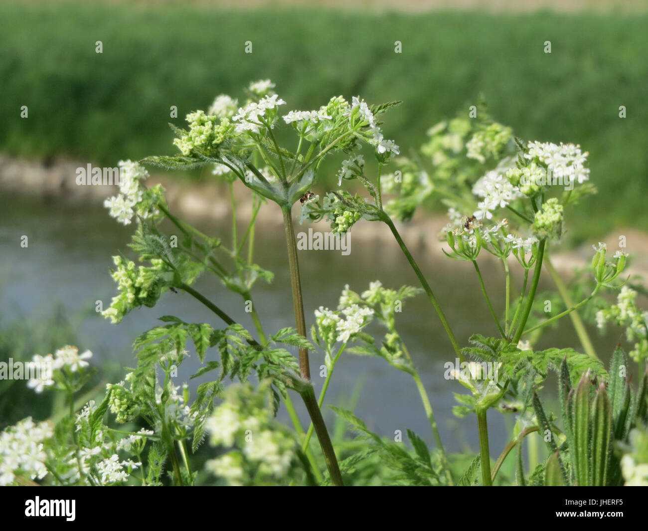 Cow parsley identification hi-res stock photography and images - Alamy