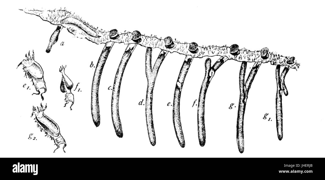 Nests types of trap-door spiders Stock Photo - Alamy