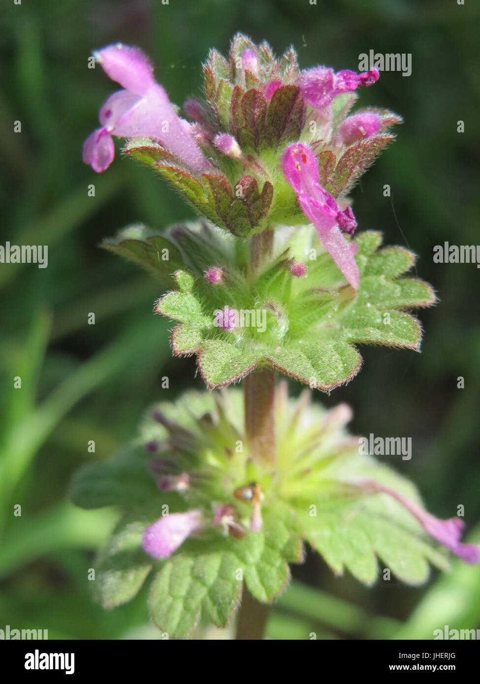 Species amplexicaule hi-res stock photography and images - Alamy