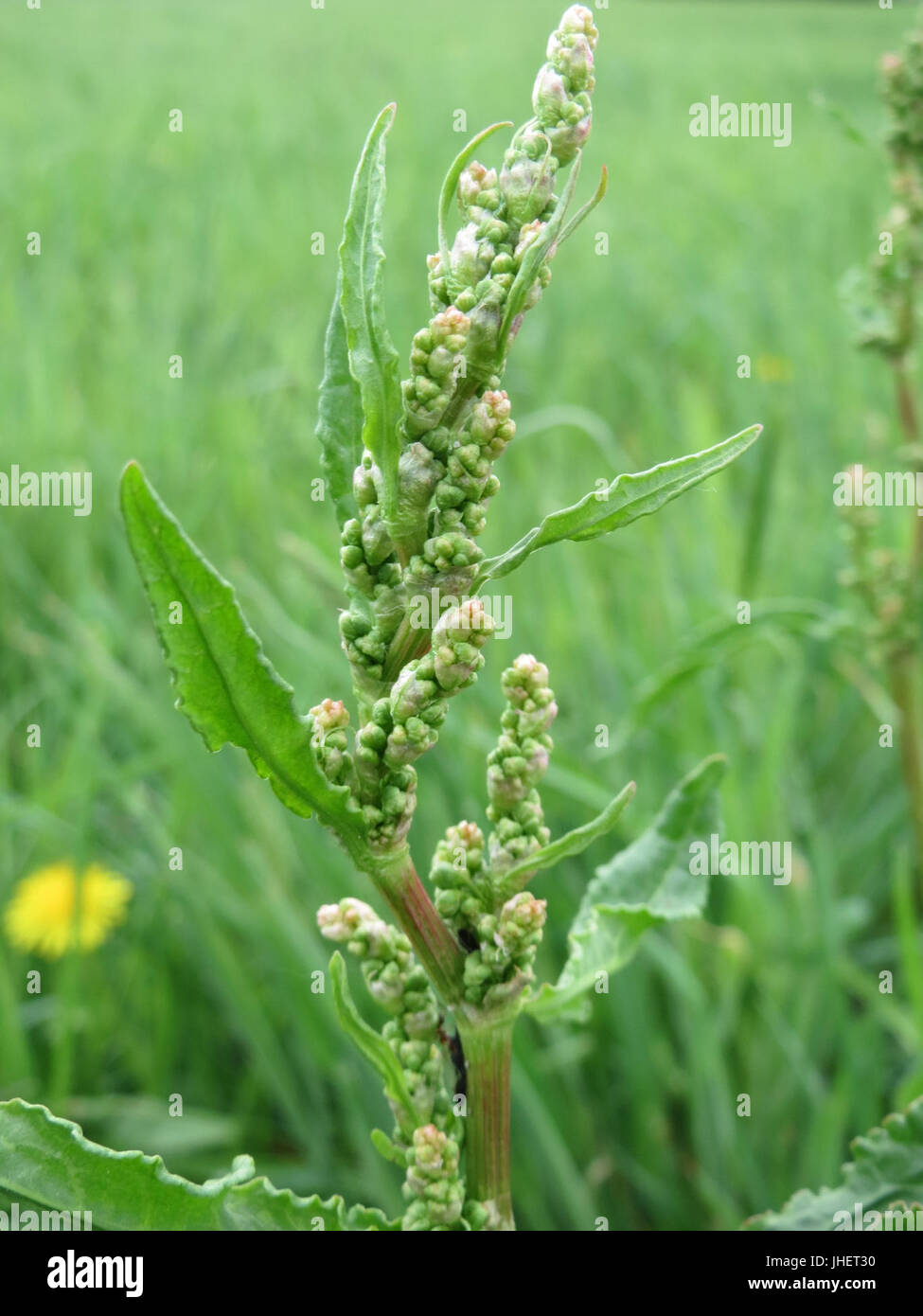 Rumex genus characteristics hi-res stock photography and images - Alamy