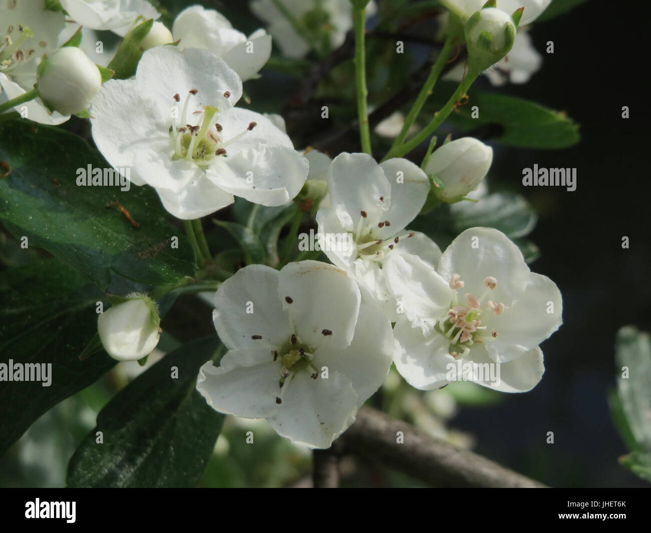 This image showcases the Crataegus monogyna, commonly known as the ...