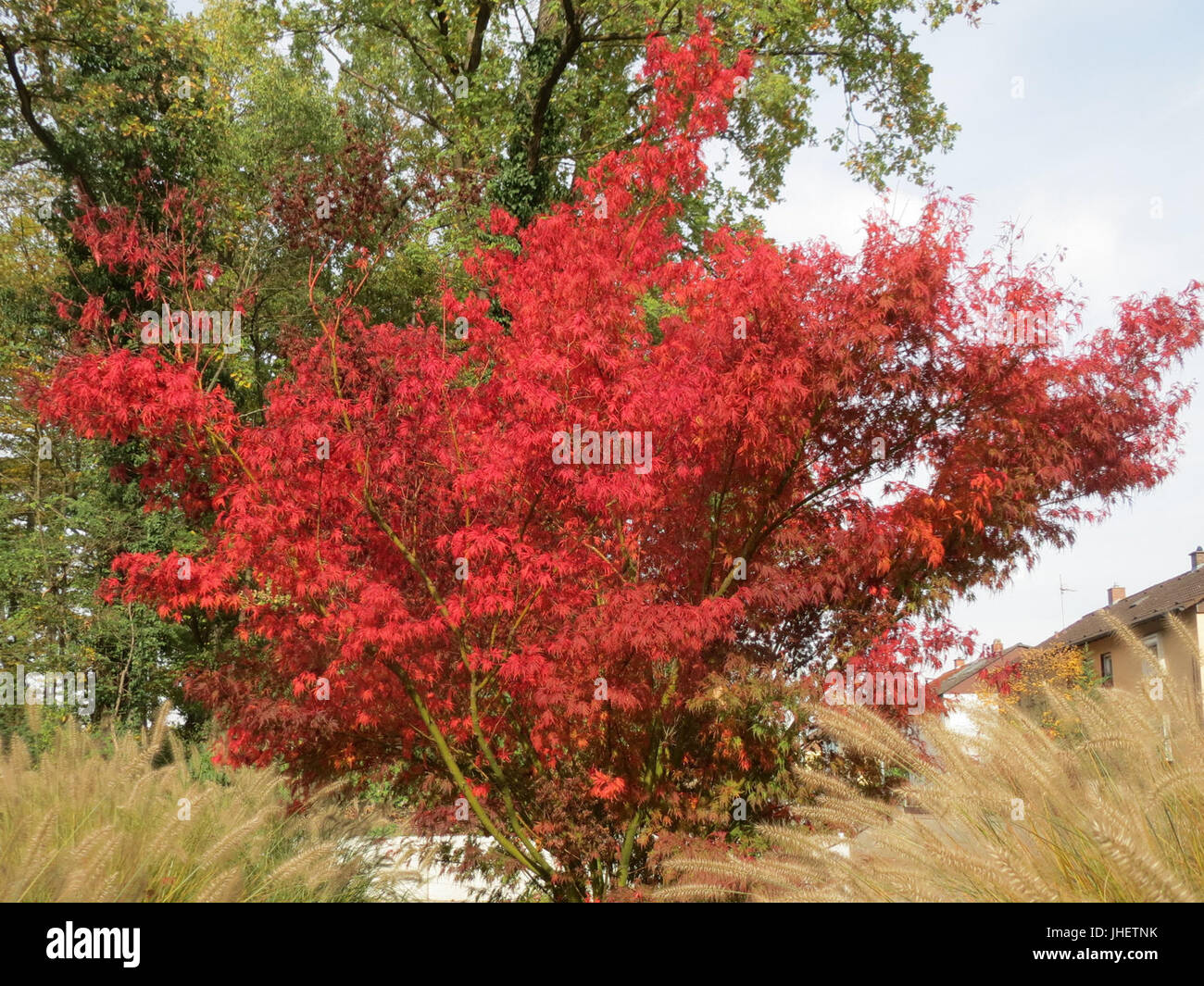 Red acer palmatum tree japanese maple tree spring foliage hi-res stock ...