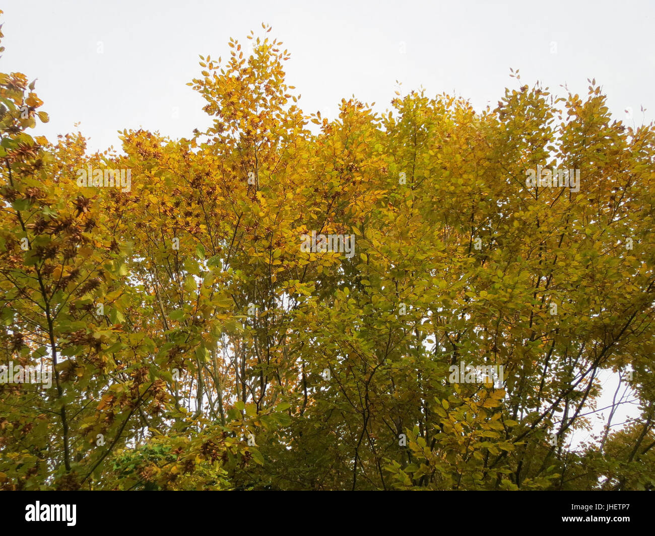 Hornbeam carpinus betulus winter hi-res stock photography and images ...