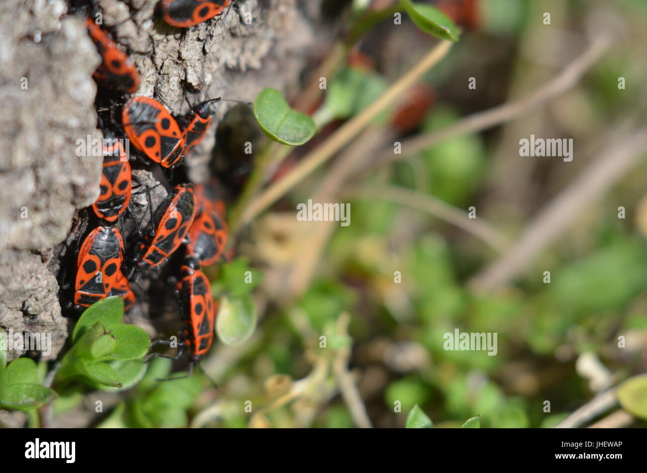 red soldier bugs Stock Photo - Alamy