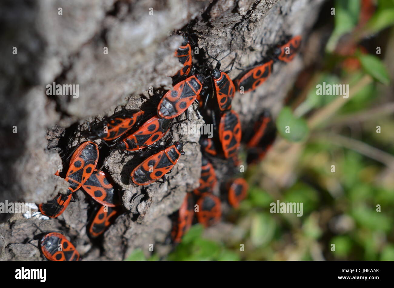 red soldier bugs Stock Photo - Alamy