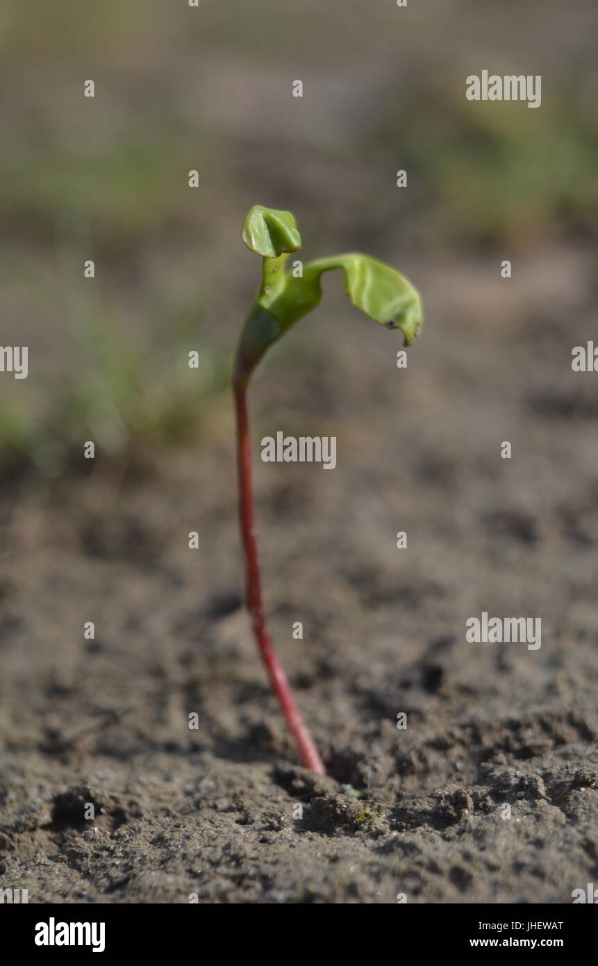 Plants in the initial stage of their growth Stock Photo - Alamy