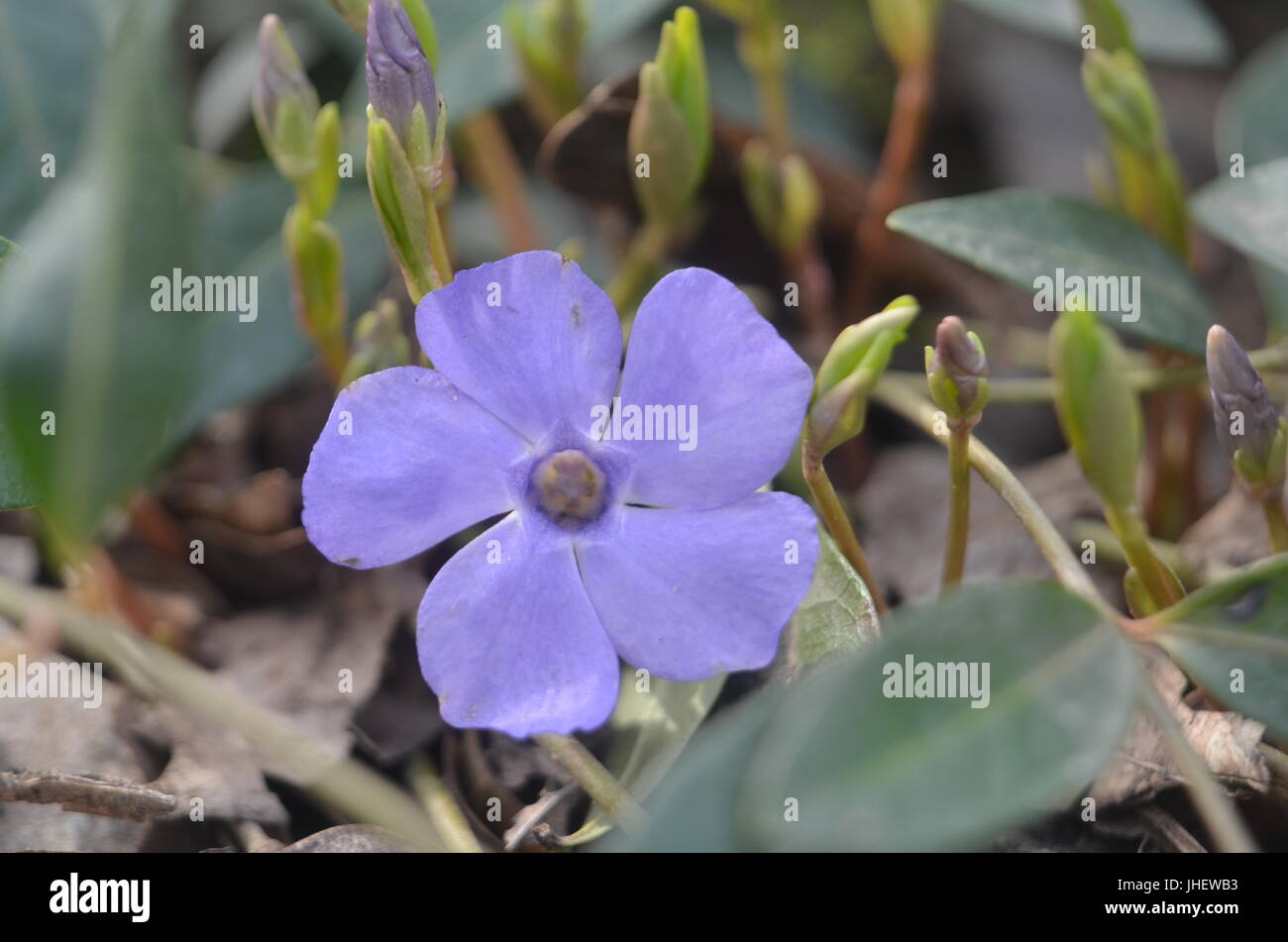 Beautiful tiny purple flower hi-res stock photography and images - Alamy