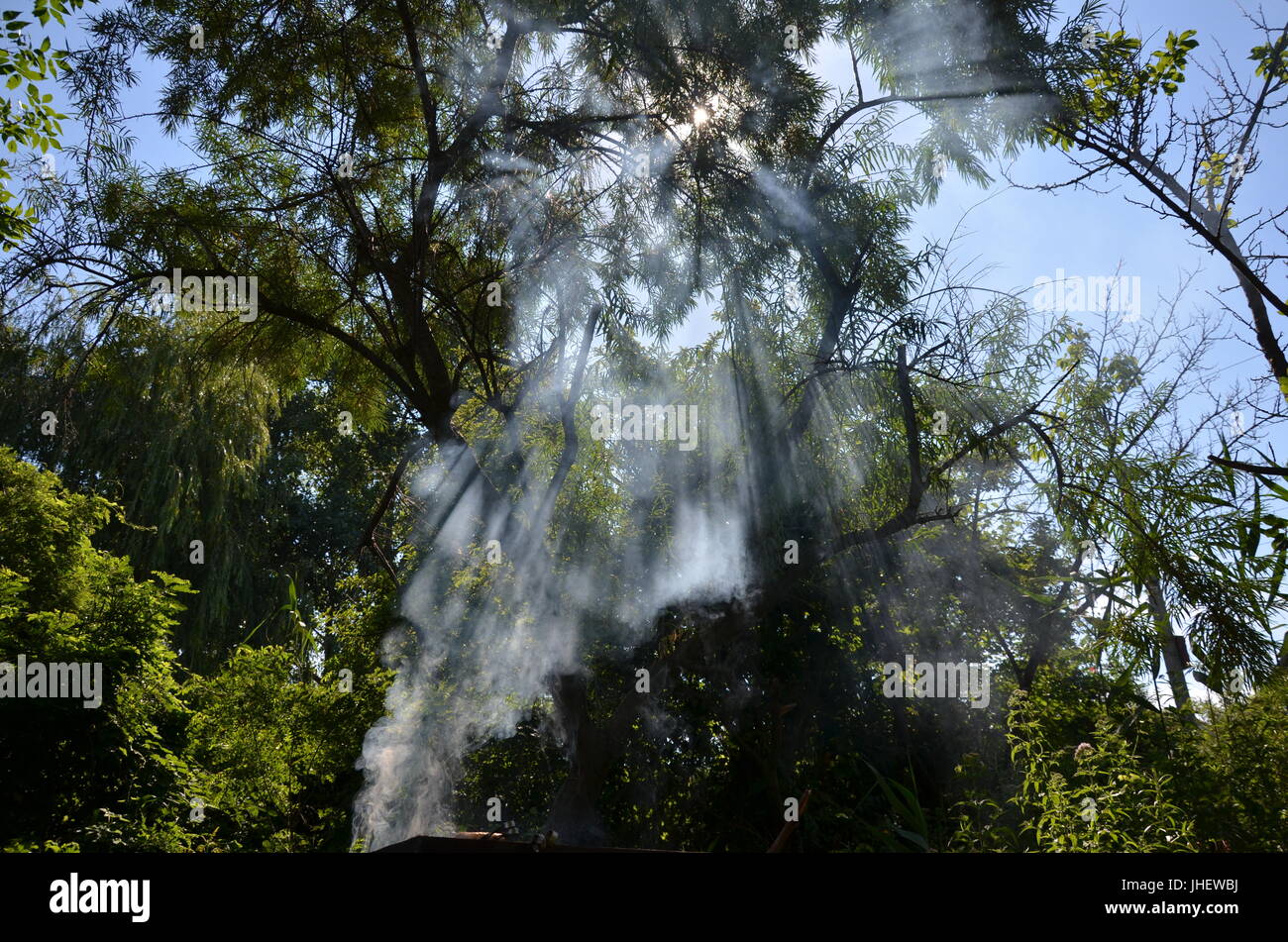 Rays of the sun in forest Stock Photo - Alamy