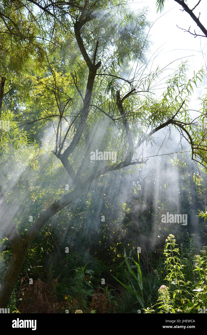 Rays of the sun in forest Stock Photo - Alamy