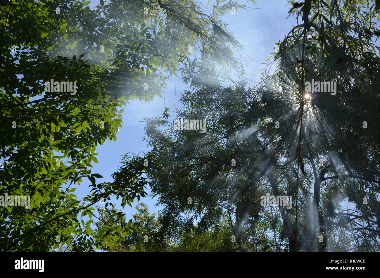 Rays of the sun in forest Stock Photo - Alamy