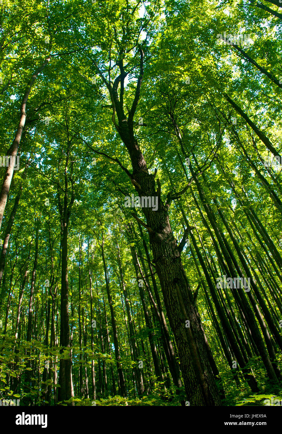 Lush green rainforest tall trees hi-res stock photography and images ...