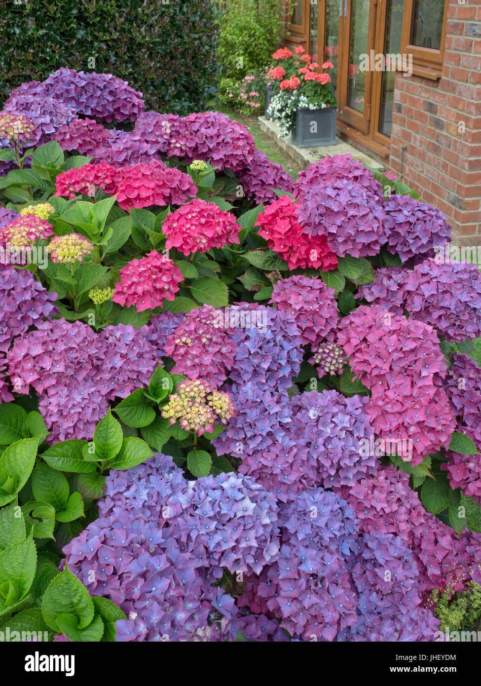 Hydrangeas in garden border setting late July Norfolk Stock Photo - Alamy