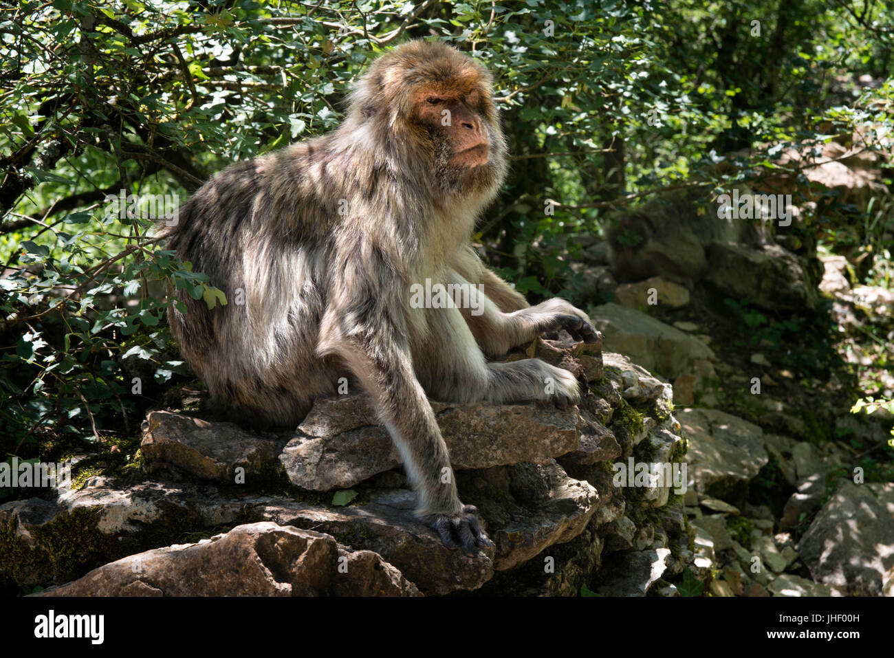 Pyrenees animal park monkey hi-res stock photography and images - Alamy