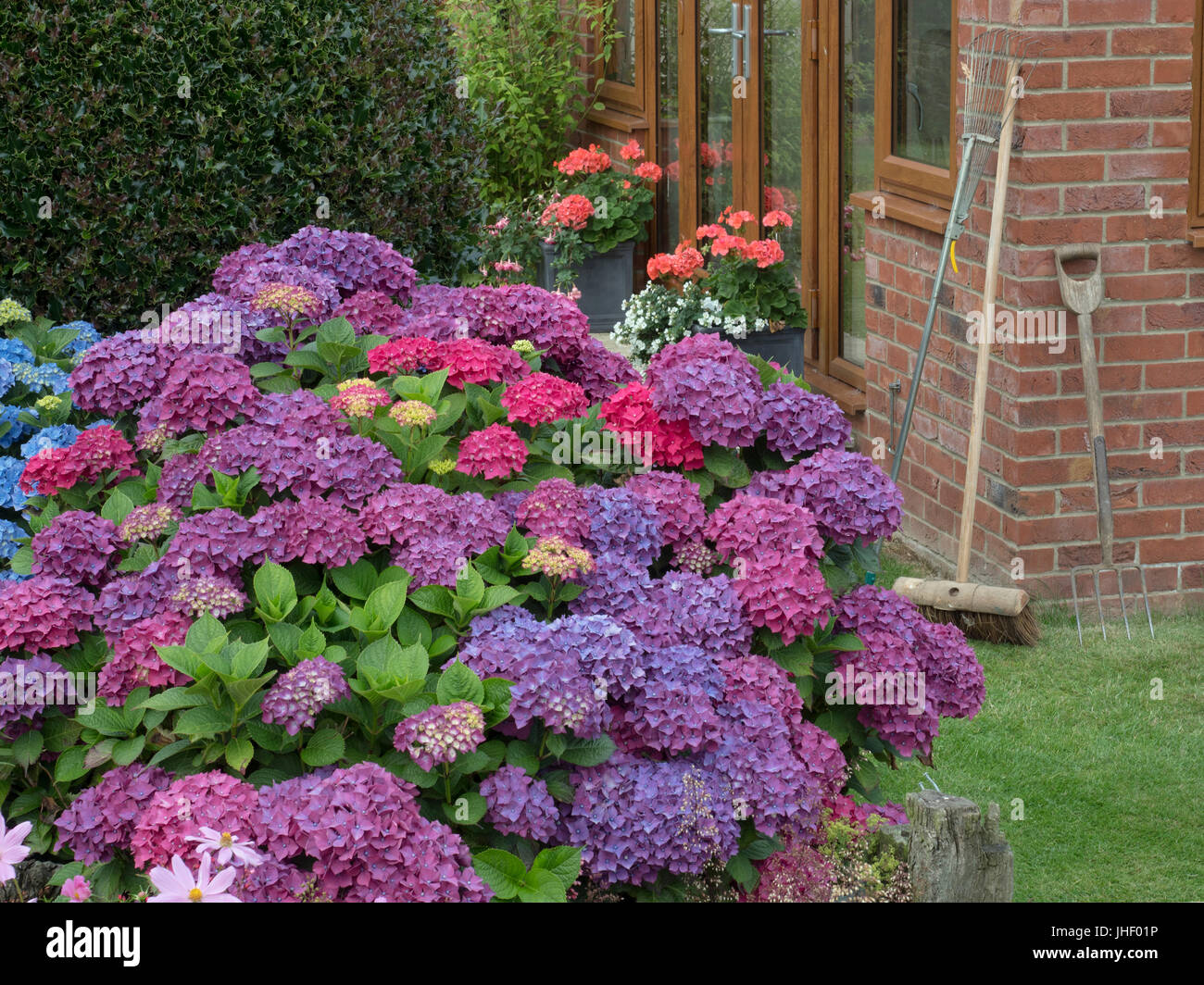 Hydrangeas in garden border setting late July Norfolk Stock Photo - Alamy
