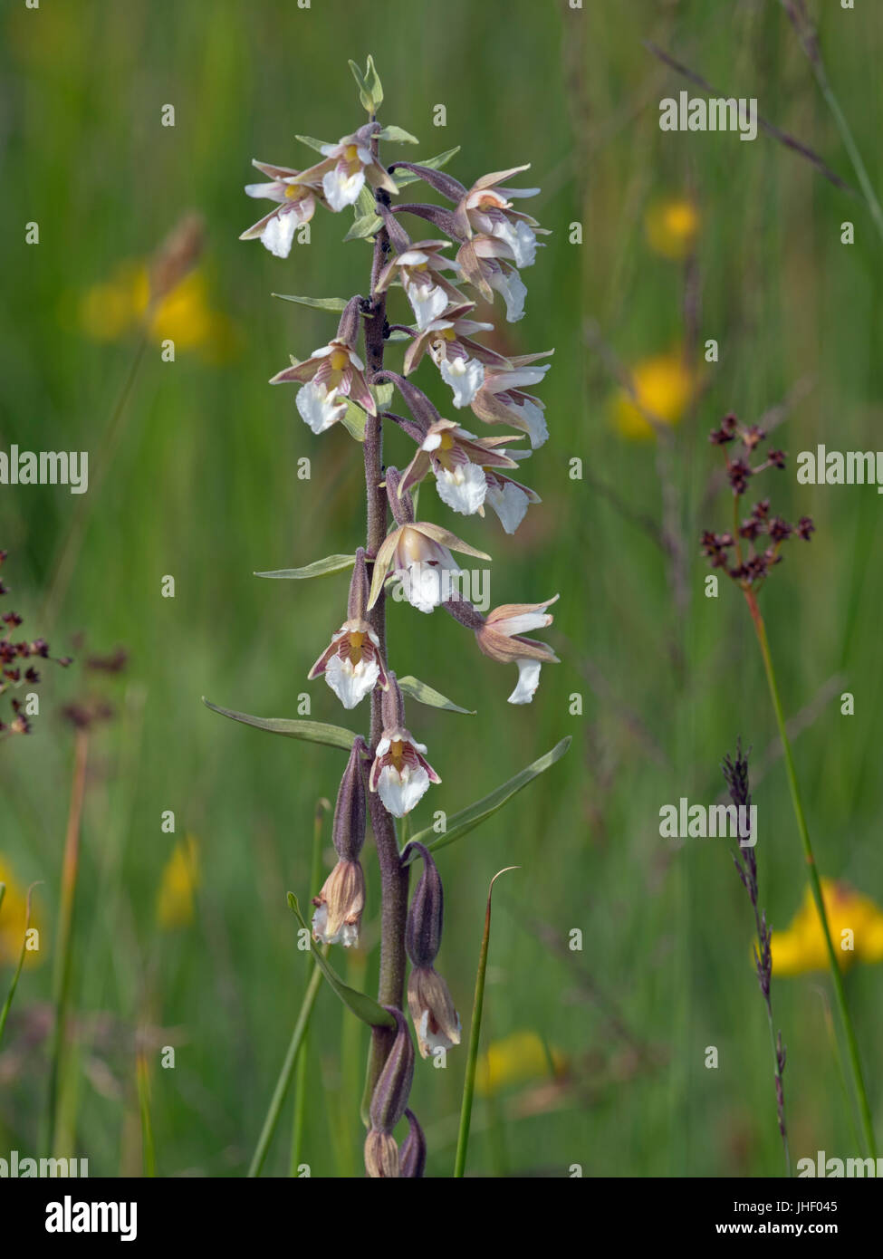 Marsh Helliborine Epipactis helleborine Beeston Common Norfolk Stock ...