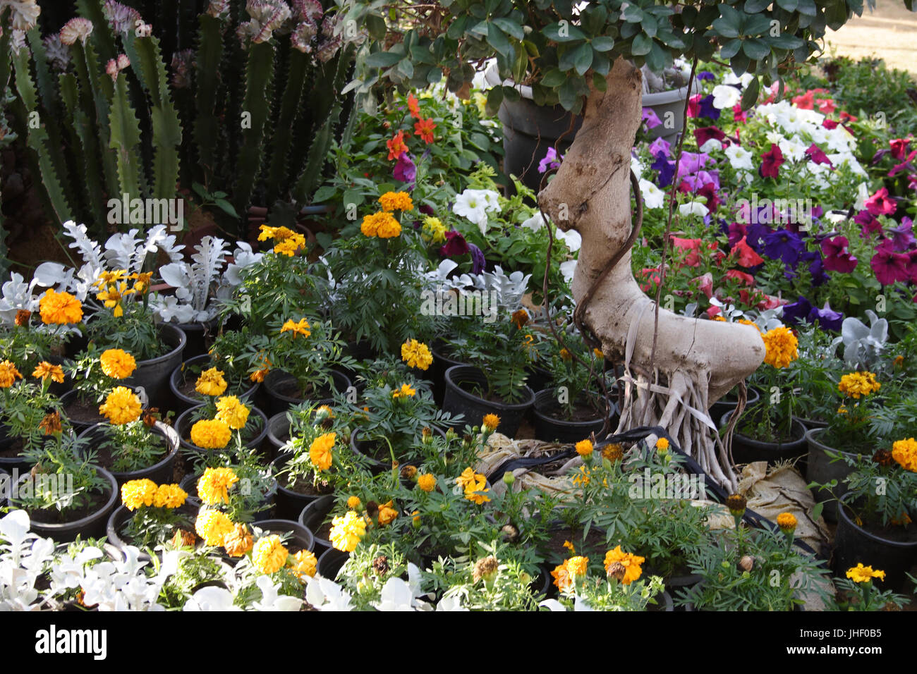 Orman Park, Spring Festival Stock Photo - Alamy