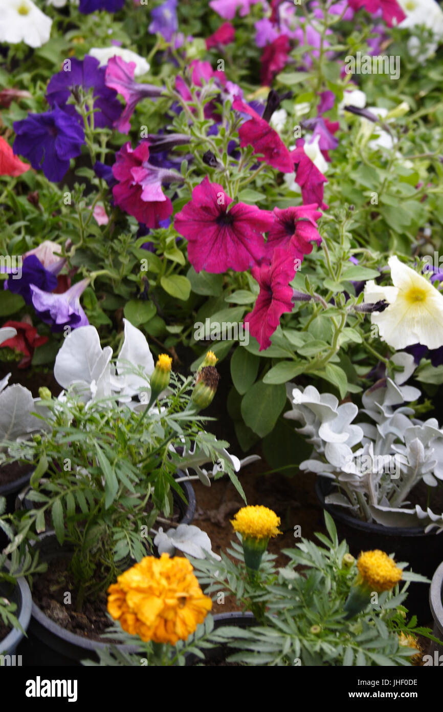 Orman Park, Spring Festival Stock Photo - Alamy