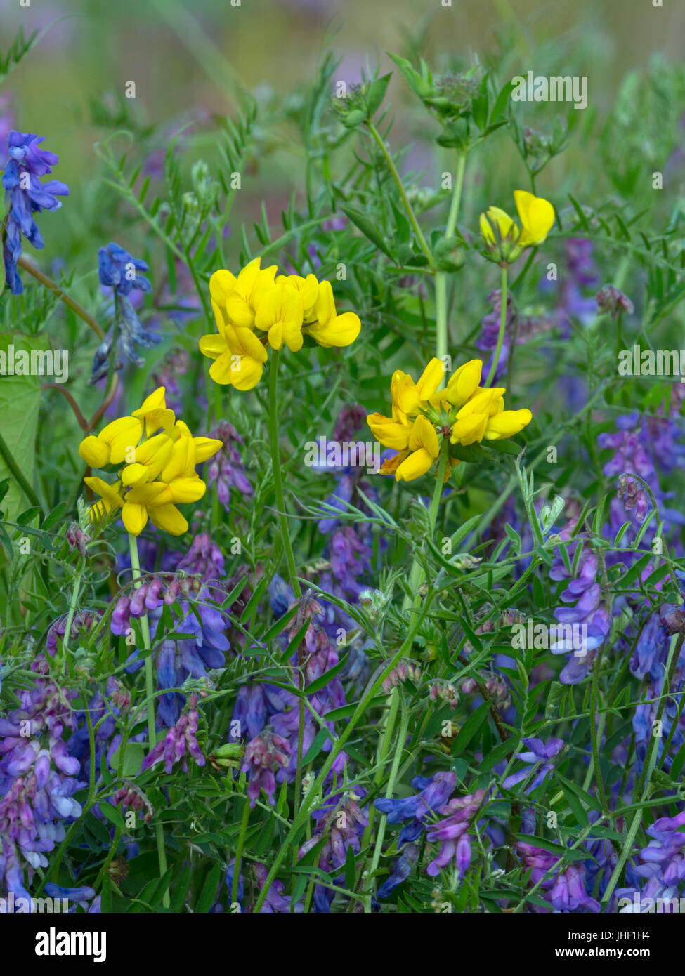 Tufted Vetch Vicia cracca & Meadow Vetchling Lathyrus pratensis Stock ...