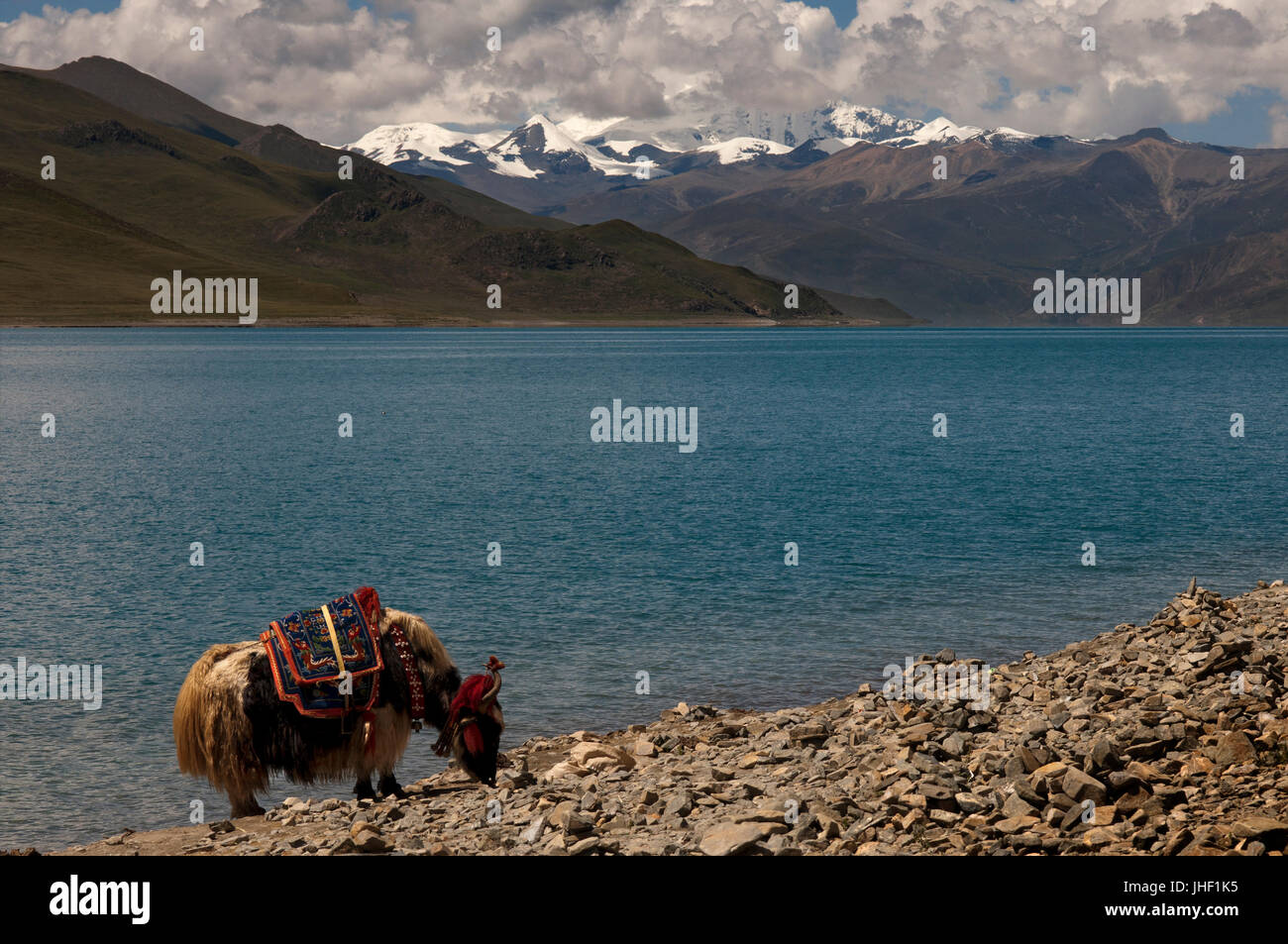 A Yak grazing at Tibet's Sacred Yamdrok Tso Lake (Yamzho Yumco in Tibetan), Shannan Prefecture ...