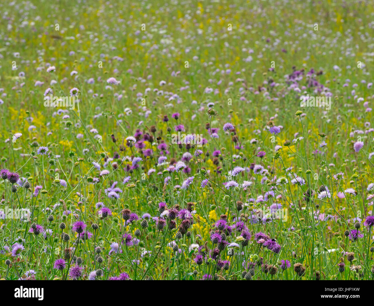 Wild flowers in hay meadow Wensum Valley Norfolk Stock Photo - Alamy