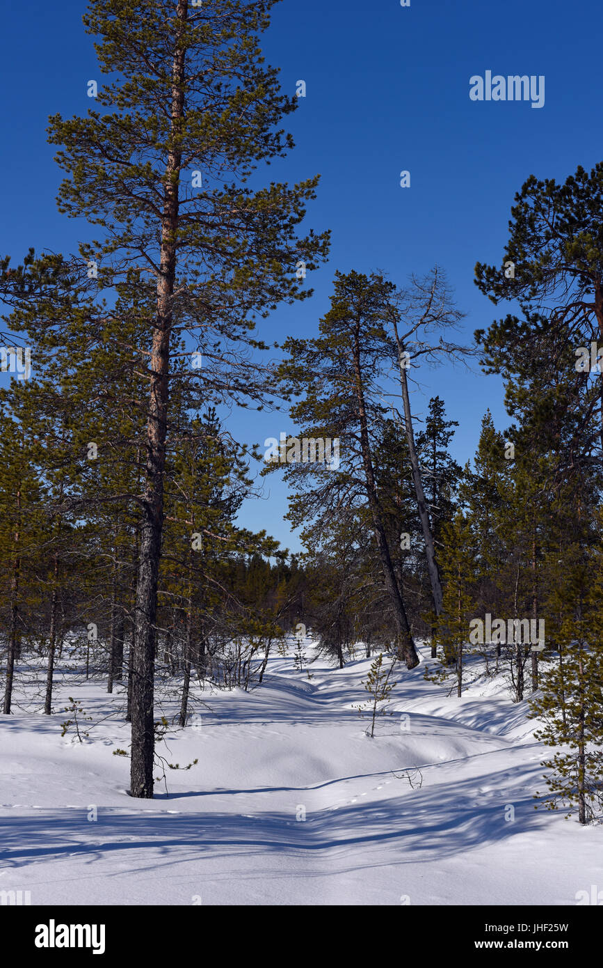 Urho kekkonen national park spring hi-res stock photography and images ...