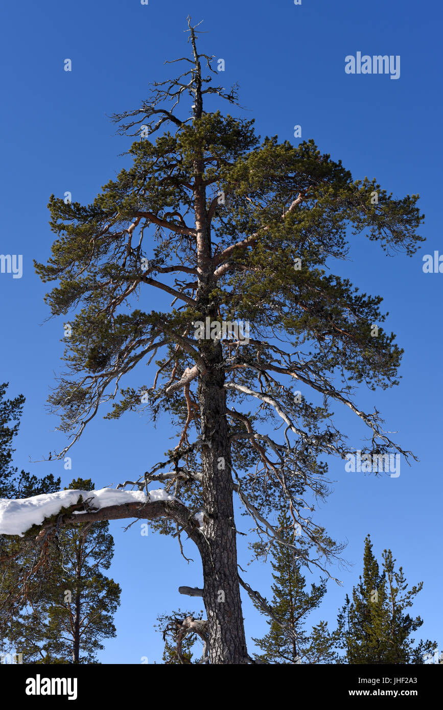 Finnish silver birch tree hi-res stock photography and images - Alamy