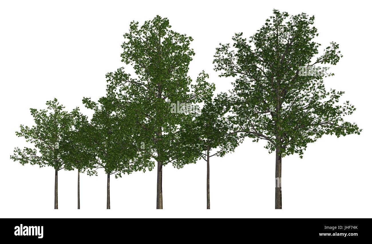 3D illustration trees row isolated on white, can be used for matte ...