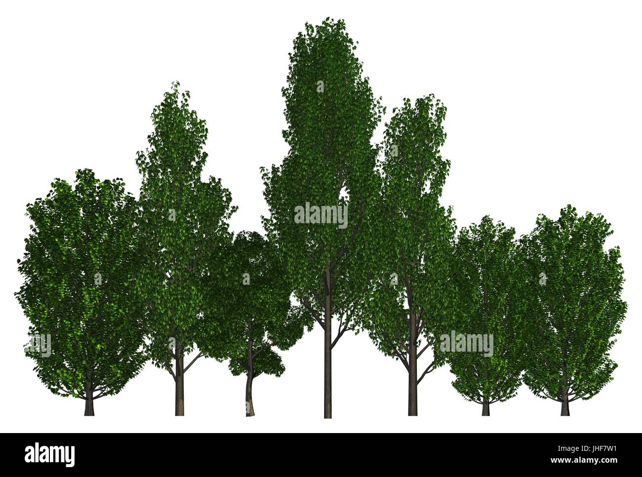 3D illustration trees row isolated on white, can be used for matte ...