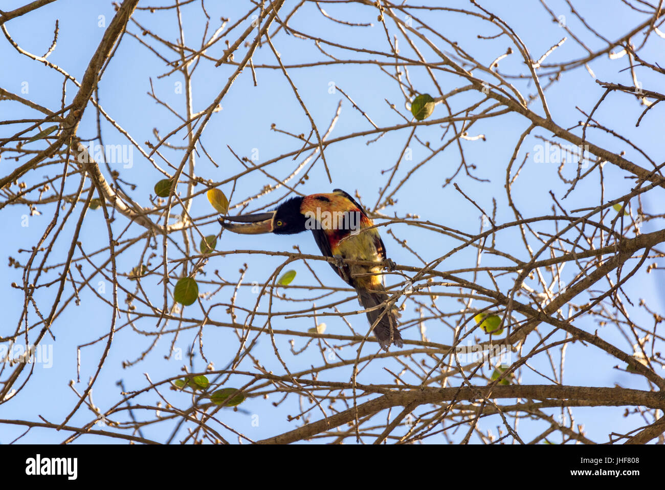 Black bird eating fruit in a tree hi-res stock photography and images - Alamy