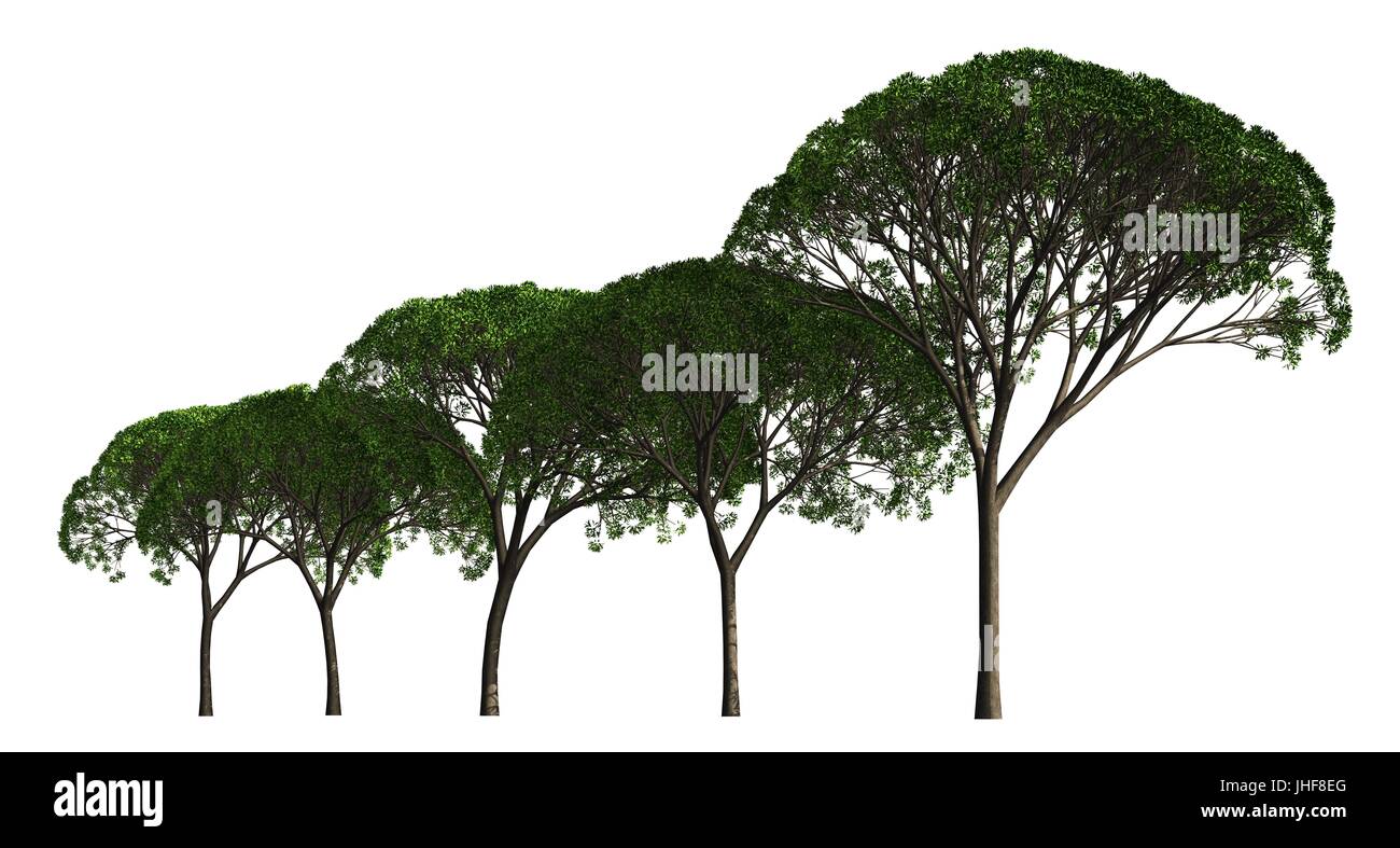 3D illustration trees row isolated on white, can be used for matte ...