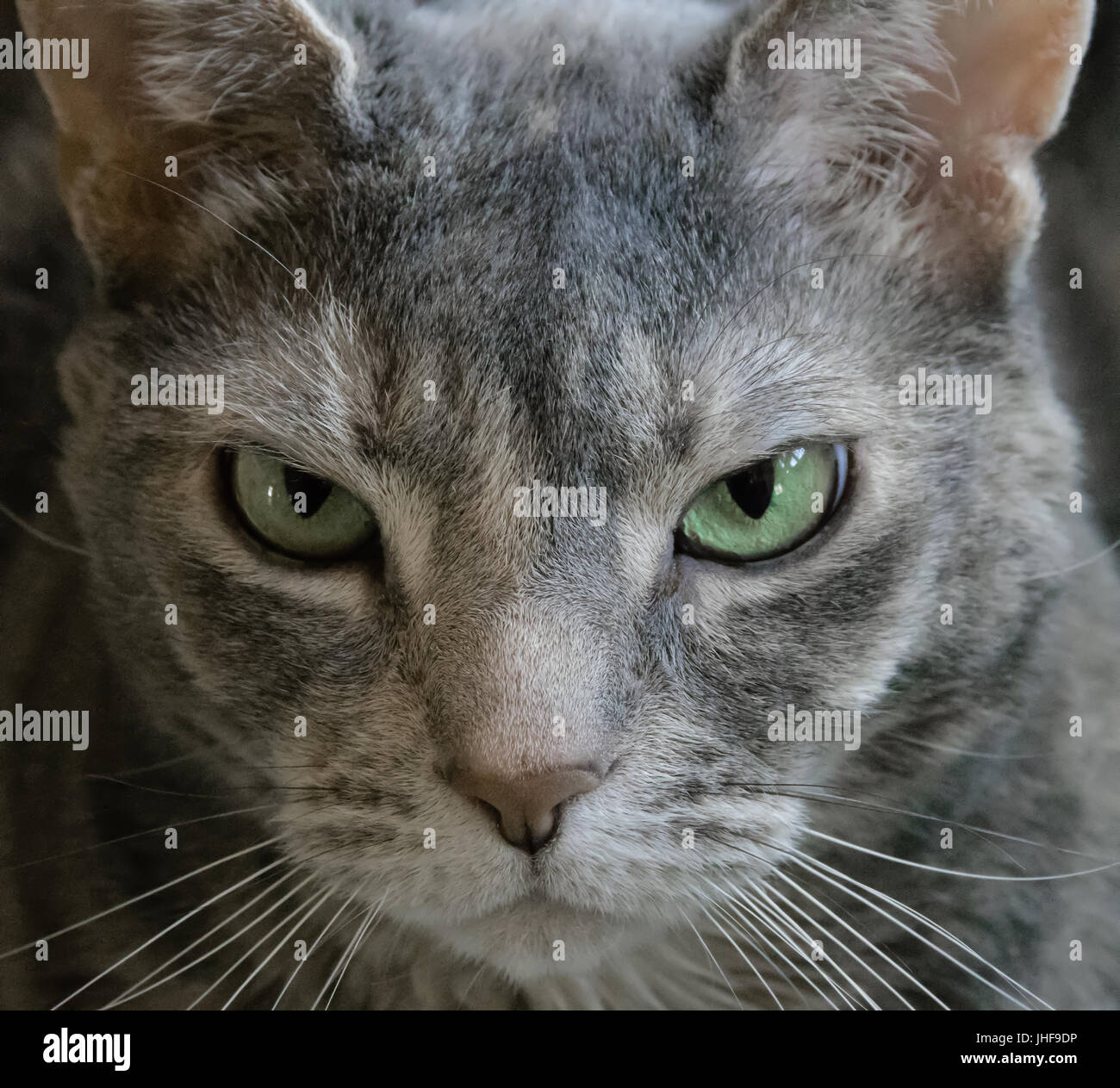 A focused cat stares at the viewer Stock Photo - Alamy