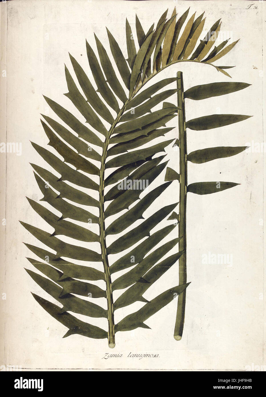 Fragmenta botanica, figuris coloratis illustrata (T. 31) BHL287660 ...