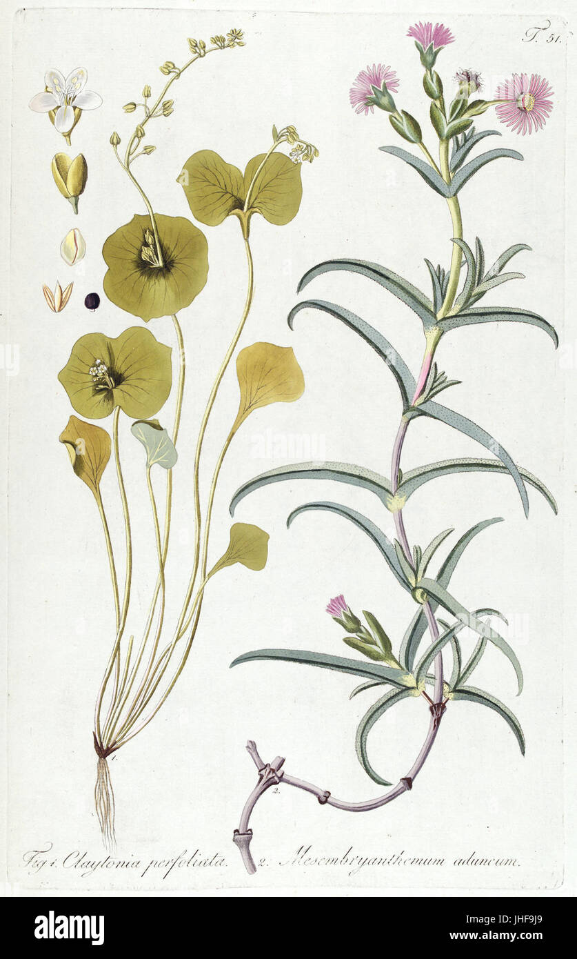 Fragmenta botanica, figuris coloratis illustrata (T. 51) BHL287680 ...