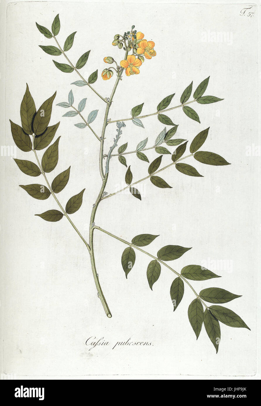Fragmenta botanica, figuris coloratis illustrata (T. 57) BHL287686 ...
