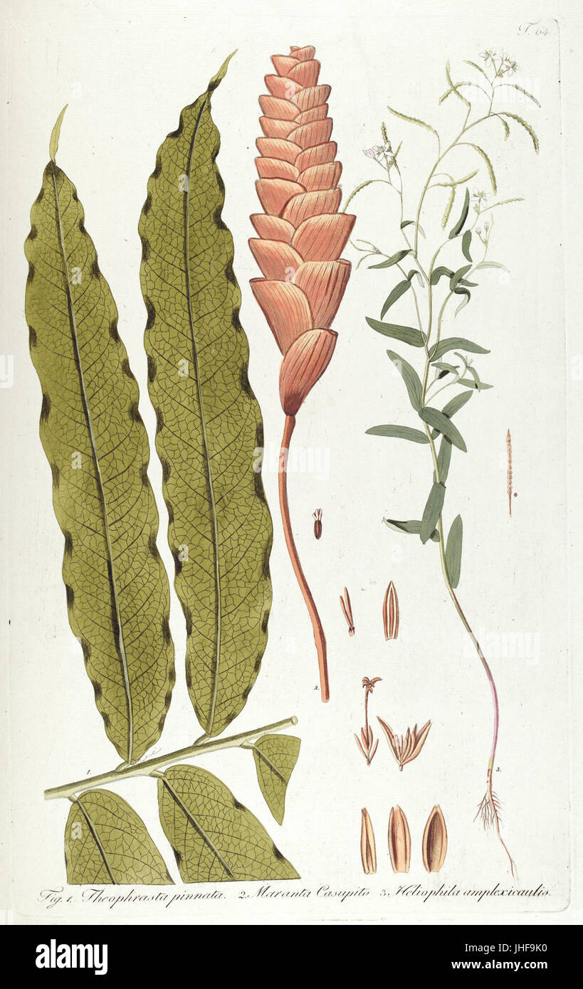 Fragmenta botanica, figuris coloratis illustrata (T. 64) BHL287693 ...