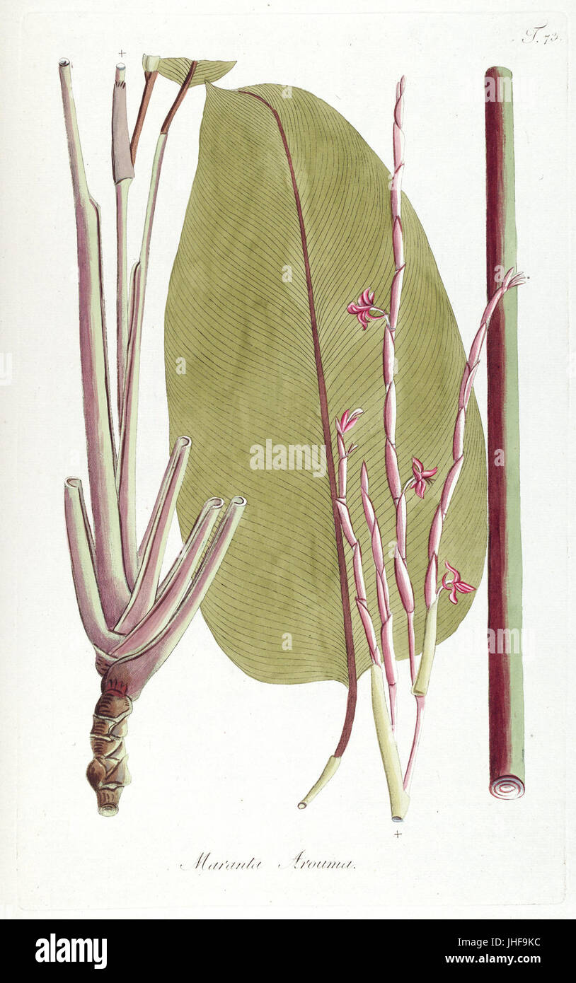 Fragmenta botanica, figuris coloratis illustrata (T. 73) BHL287702 ...