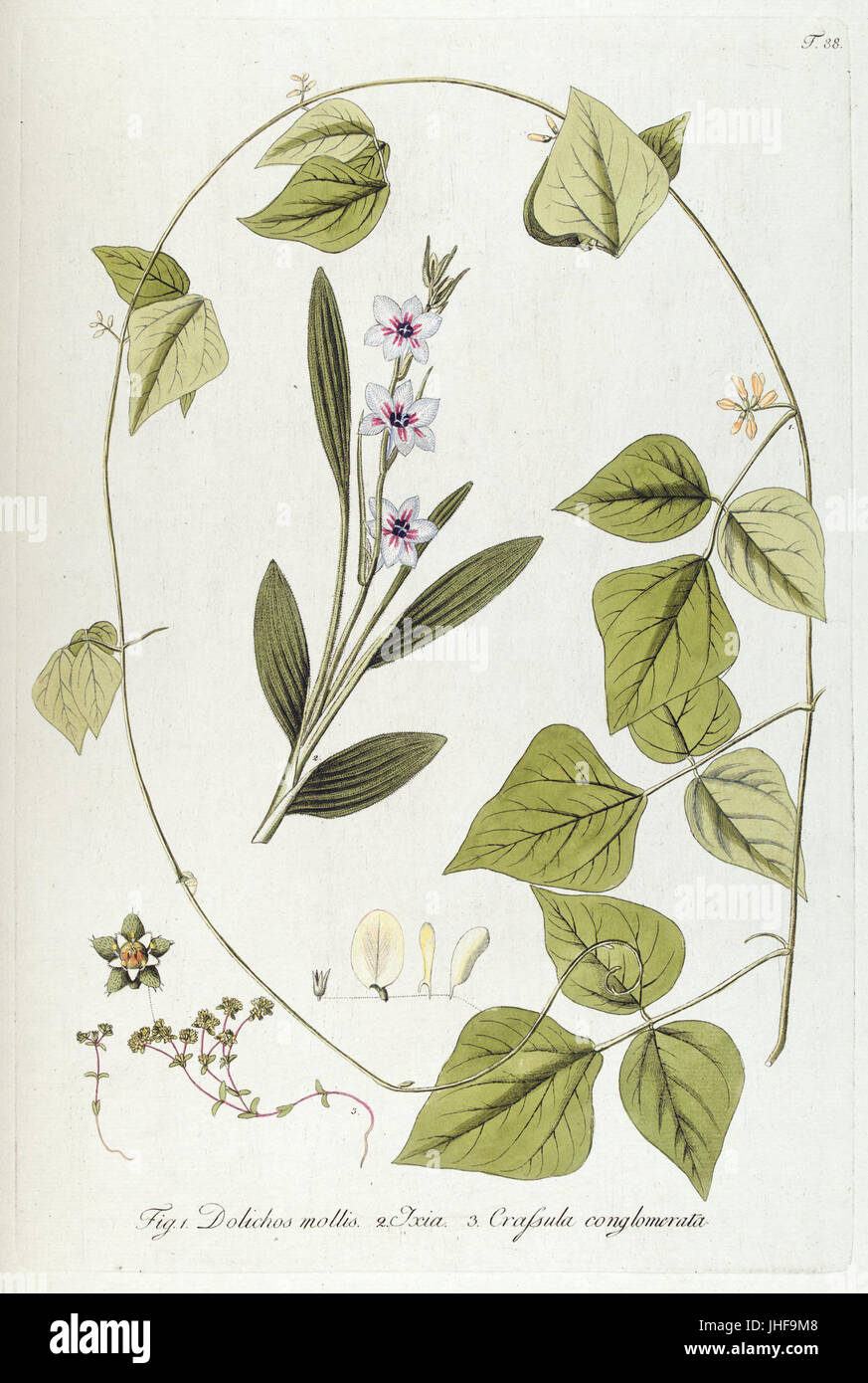 Fragmenta botanica, figuris coloratis illustrata (T. 88) BHL287717 ...