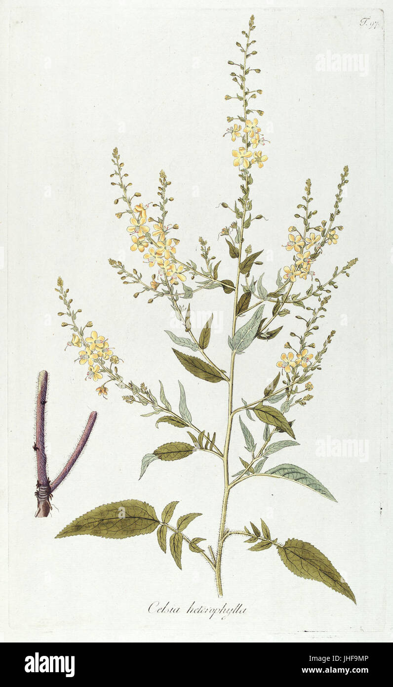 Fragmenta botanica, figuris coloratis illustrata (T. 97) BHL287726 ...