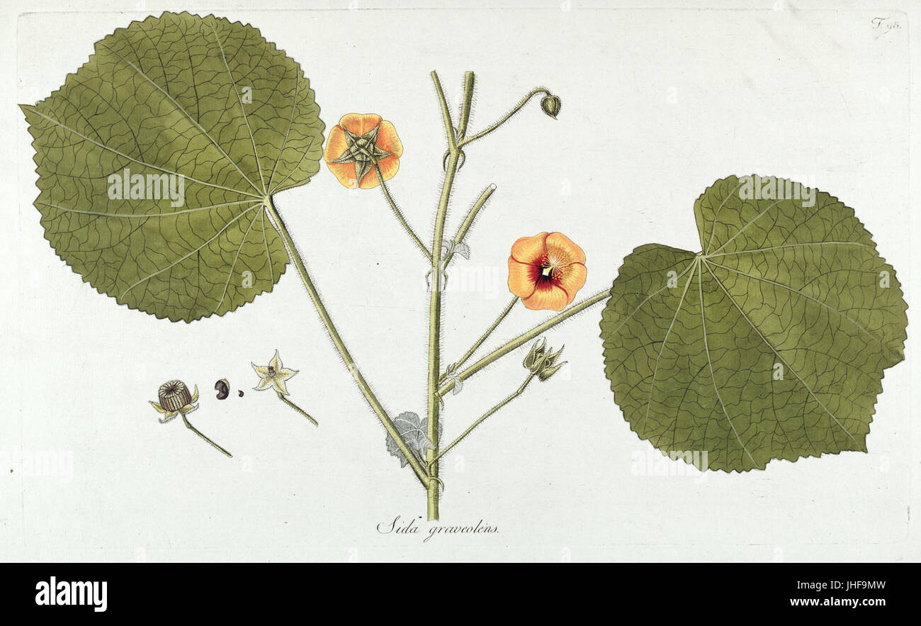 Fragmenta botanica, figuris coloratis illustrata (T. 98) BHL287727 ...