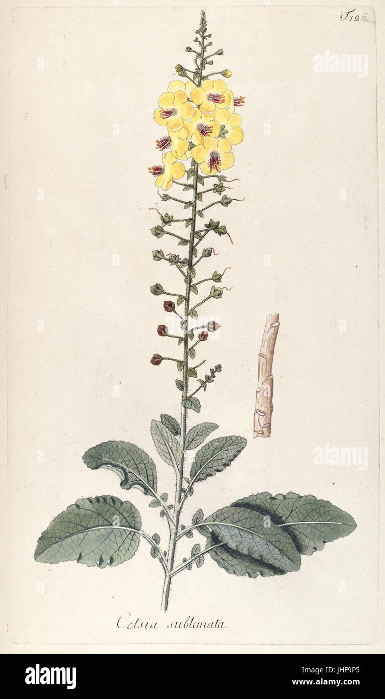 Fragmenta botanica, figuris coloratis illustrata (T. 126) BHL287755 ...