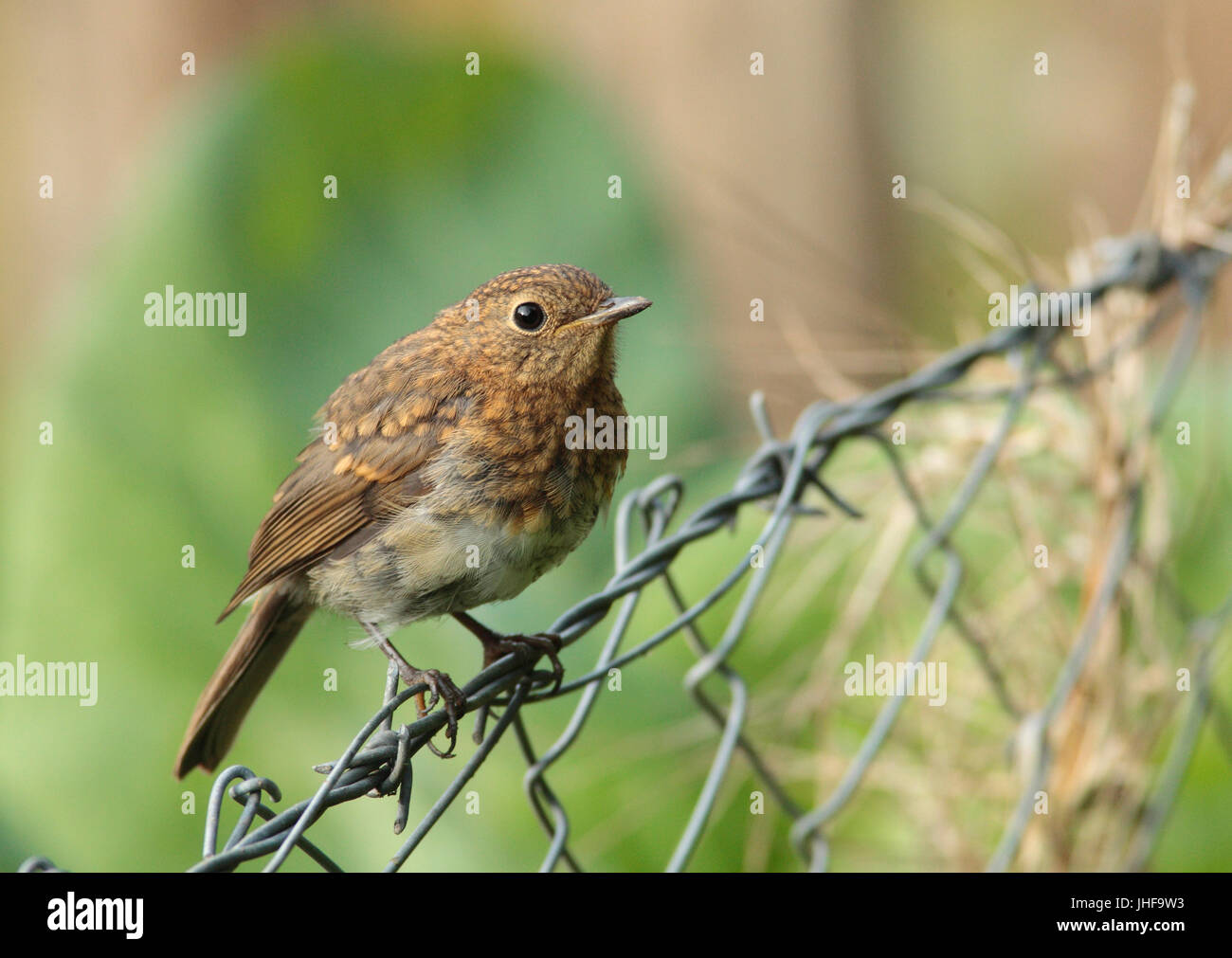 Juvenile robin in woodland hi-res stock photography and images - Alamy