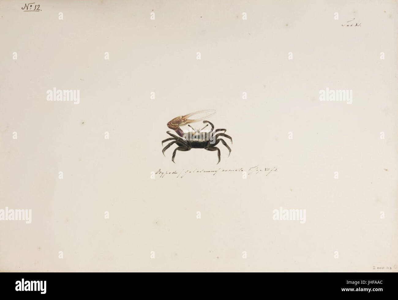 Naturalis Biodiversity Center - RMNH.ART.11 - Uca arcuata - Kawahara ...