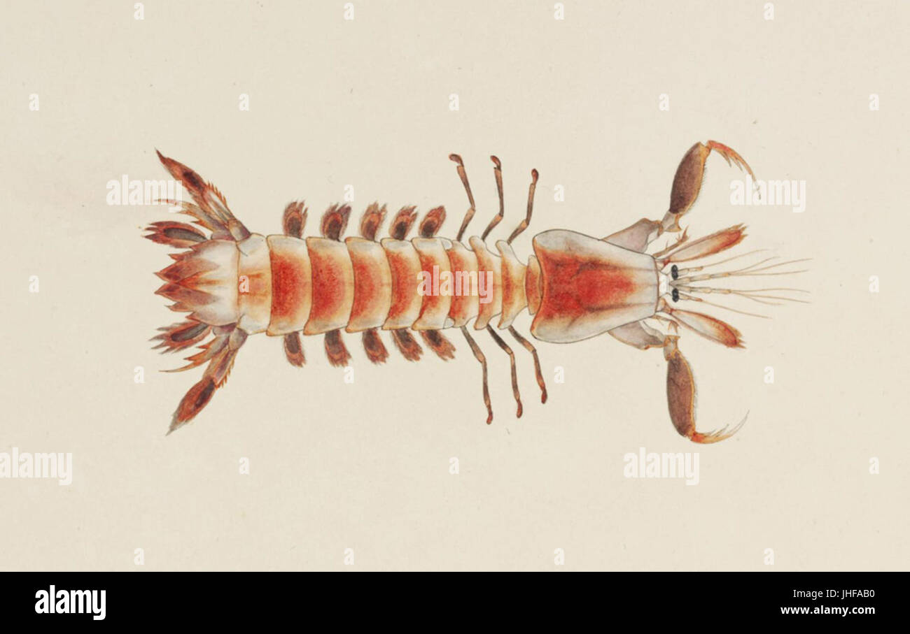 Naturalis Biodiversity Center - RMNH.ART.23 - Parasquilla haani - Kawahara Keiga - 1823 - 1829 ...